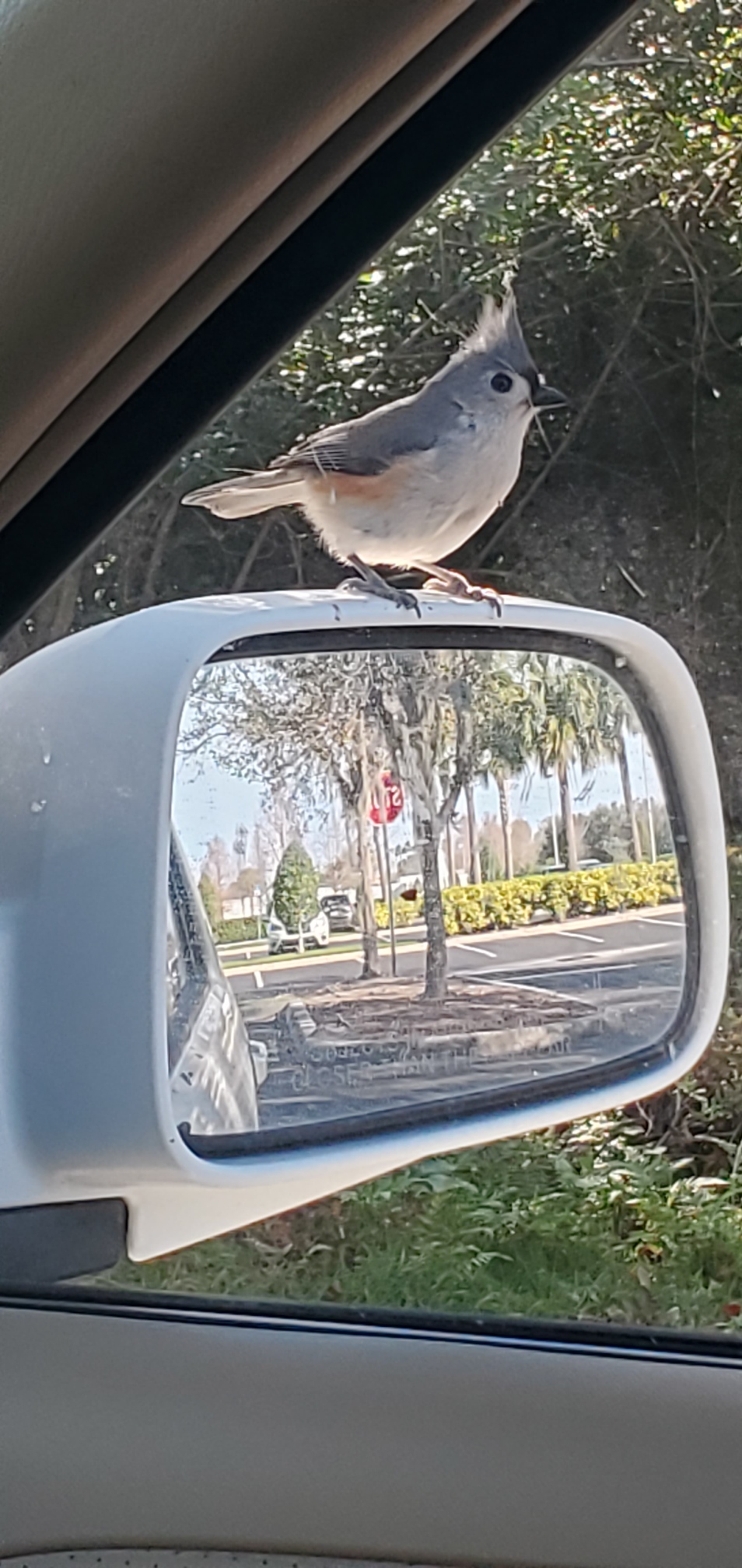 Hugger Mugger – Granny Hat